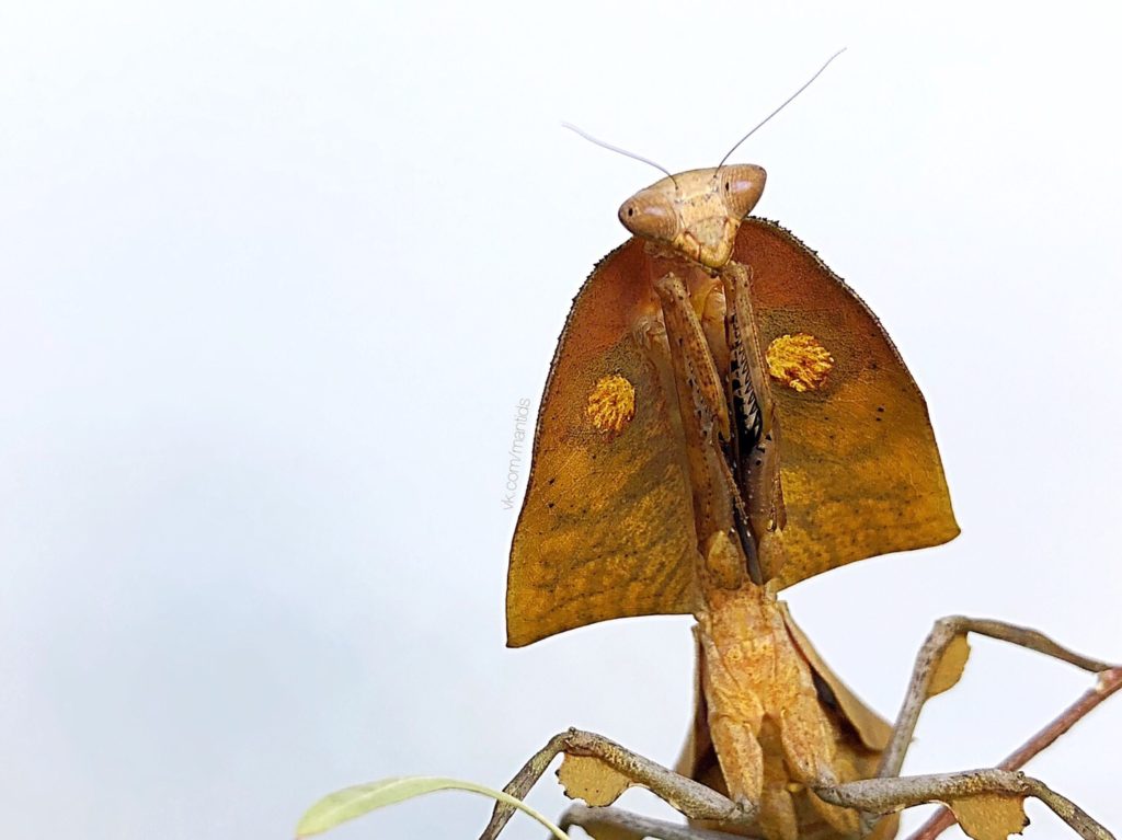 Deroplatys truncata - PrayingMantis.ru